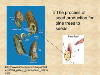 Mechanisms of seed dispersal | PPT