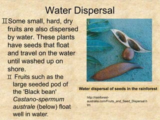 Mechanisms of seed dispersal | PPT