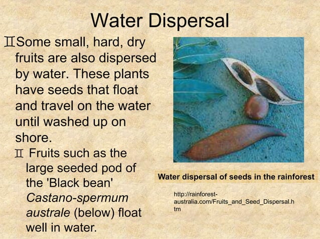 Mechanisms of seed dispersal | PPT
