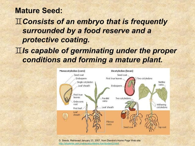 Mechanisms of seed dispersal | PPT