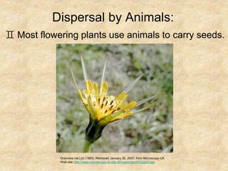 Mechanisms of seed dispersal | PPT