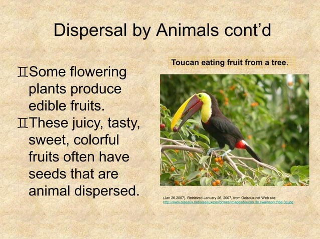 Mechanisms of seed dispersal | PPT