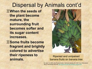 Mechanisms of seed dispersal | PPT