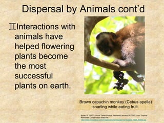 Mechanisms of seed dispersal | PPT