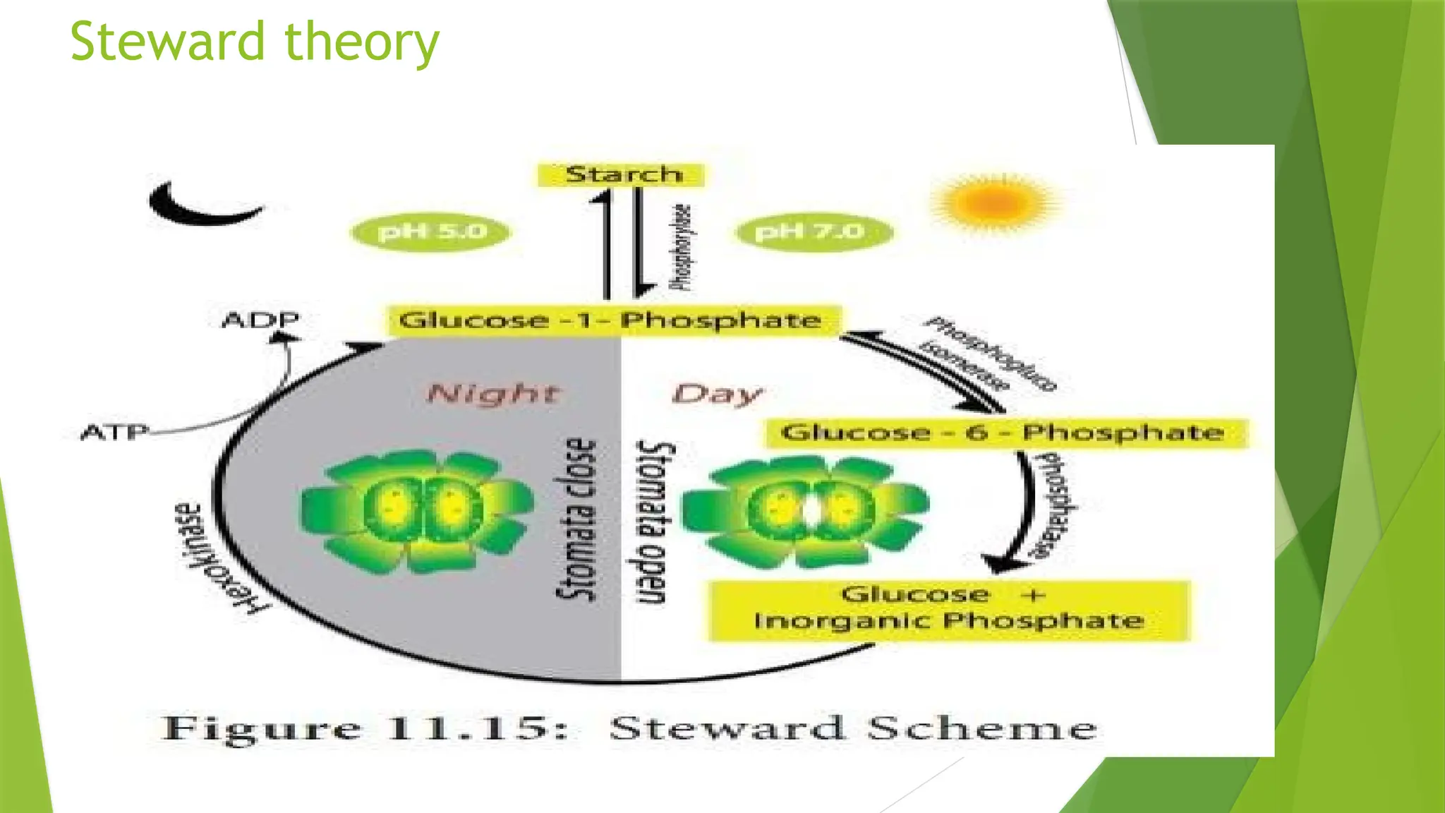 Mechanisms Of Stomatal Opening and Closing.pptx