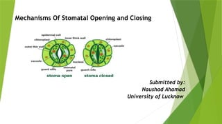 Mechanisms Of Stomatal Opening and Closing.pptx