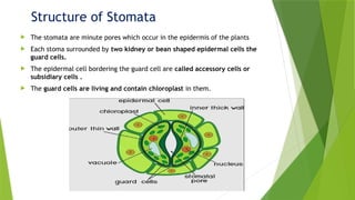 Mechanisms Of Stomatal Opening and Closing.pptx