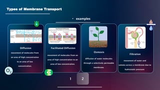 Mechanisms of Substance Movement Across Cell Membranes.pptx