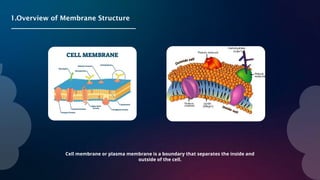 Mechanisms of Substance Movement Across Cell Membranes.pptx