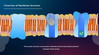 Mechanisms of Substance Movement Across Cell Membranes.pptx