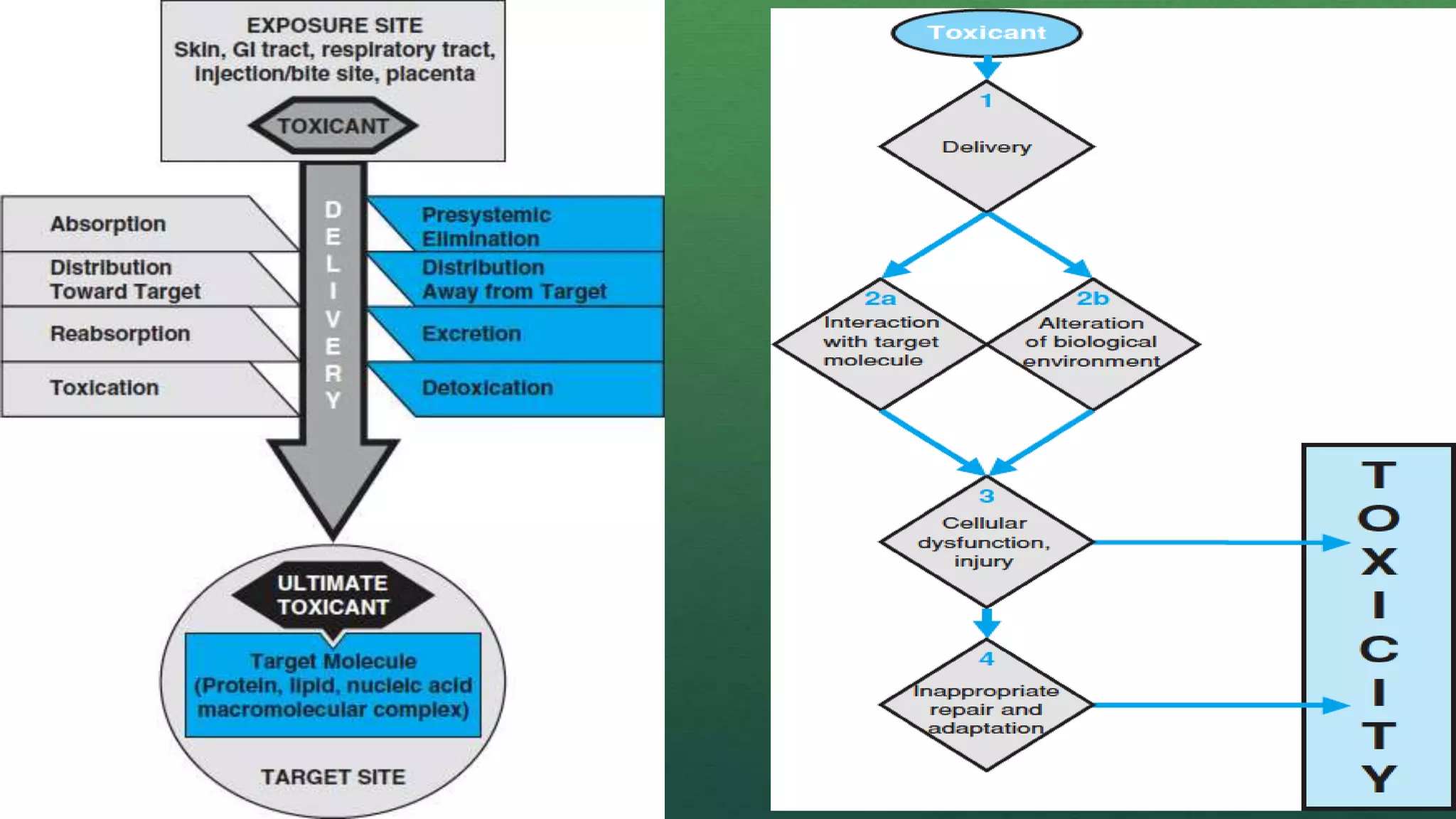 Mechanisms of toxicities.pptx