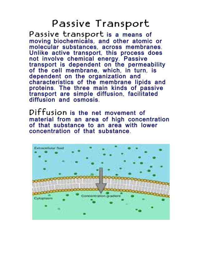 Mechanisms of transport across the cell membrane | DOC | Chemistry ...