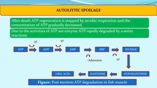 MECHANISMS UNDERLYING THE DETERIORATION OF FISH QUALITY AFTER HARVEST ...