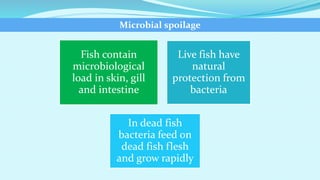 MECHANISMS UNDERLYING THE DETERIORATION OF FISH QUALITY AFTER HARVEST ...