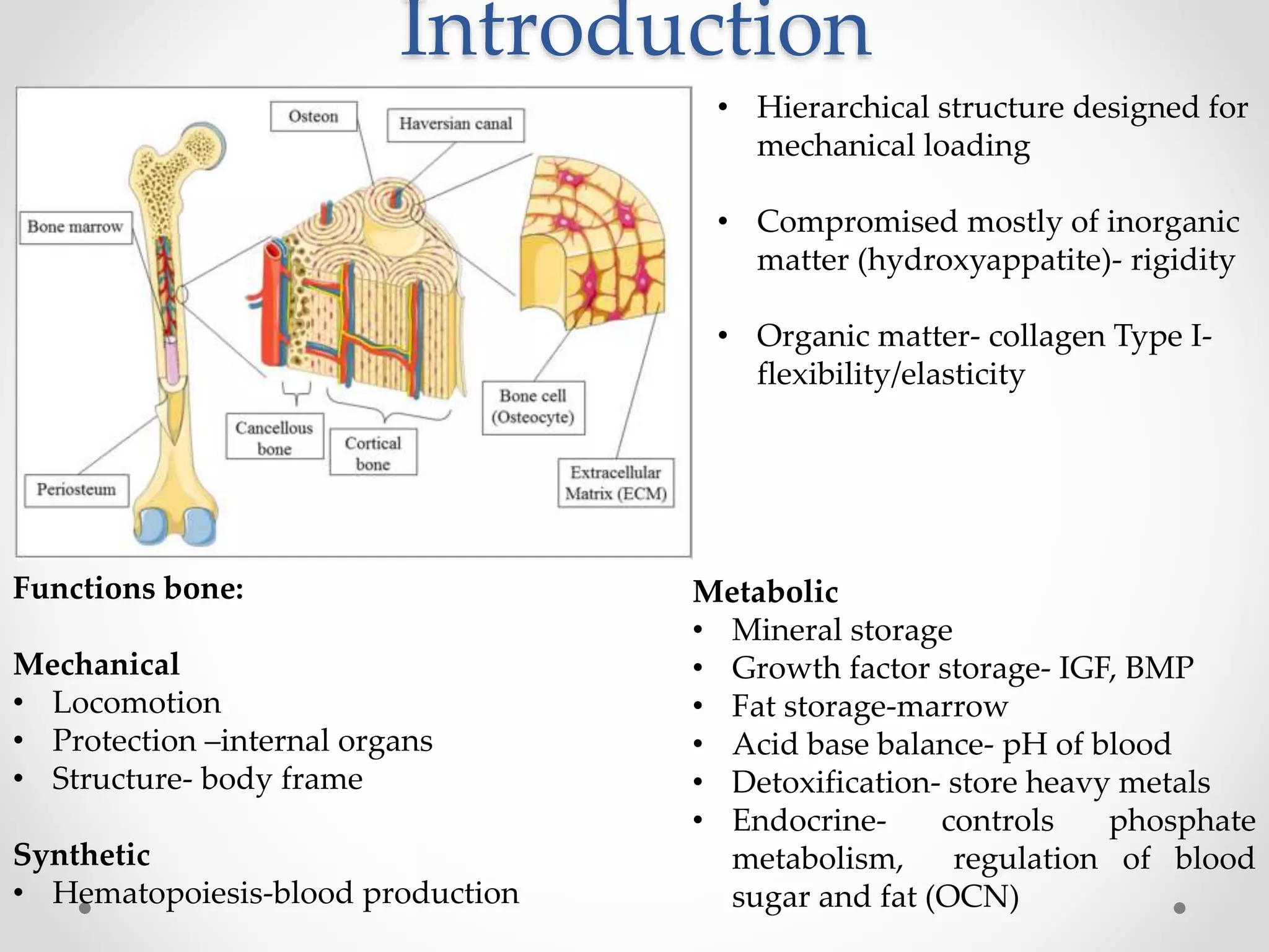 Mechanobiology of bone formation elena stavenschi, university of ...