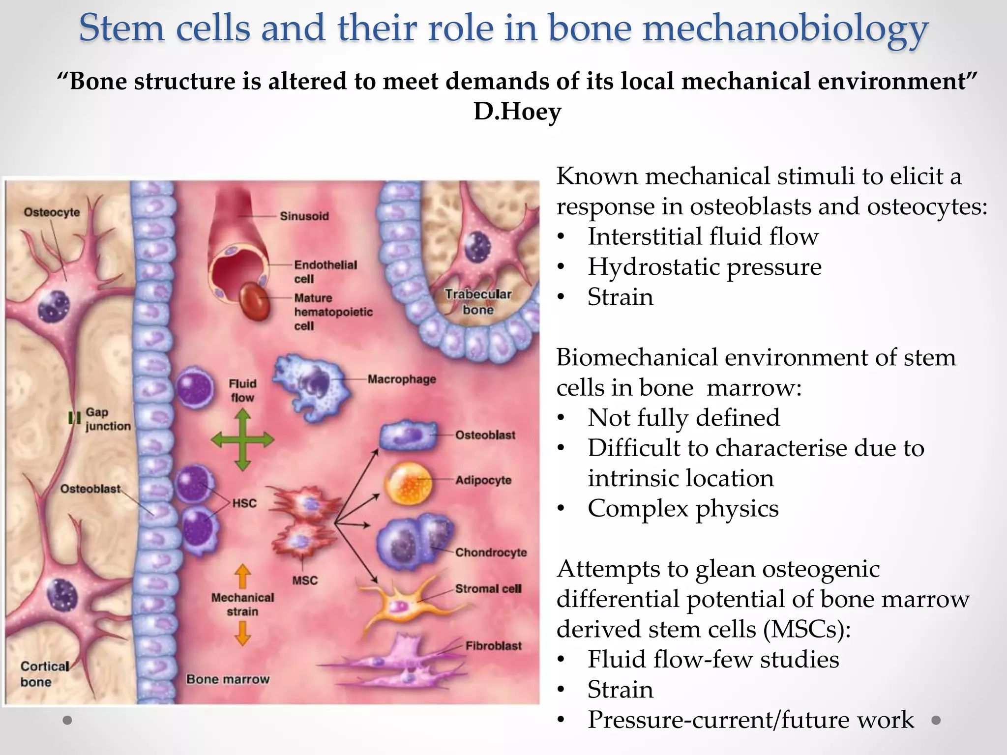 Mechanobiology of bone formation elena stavenschi, university of ...