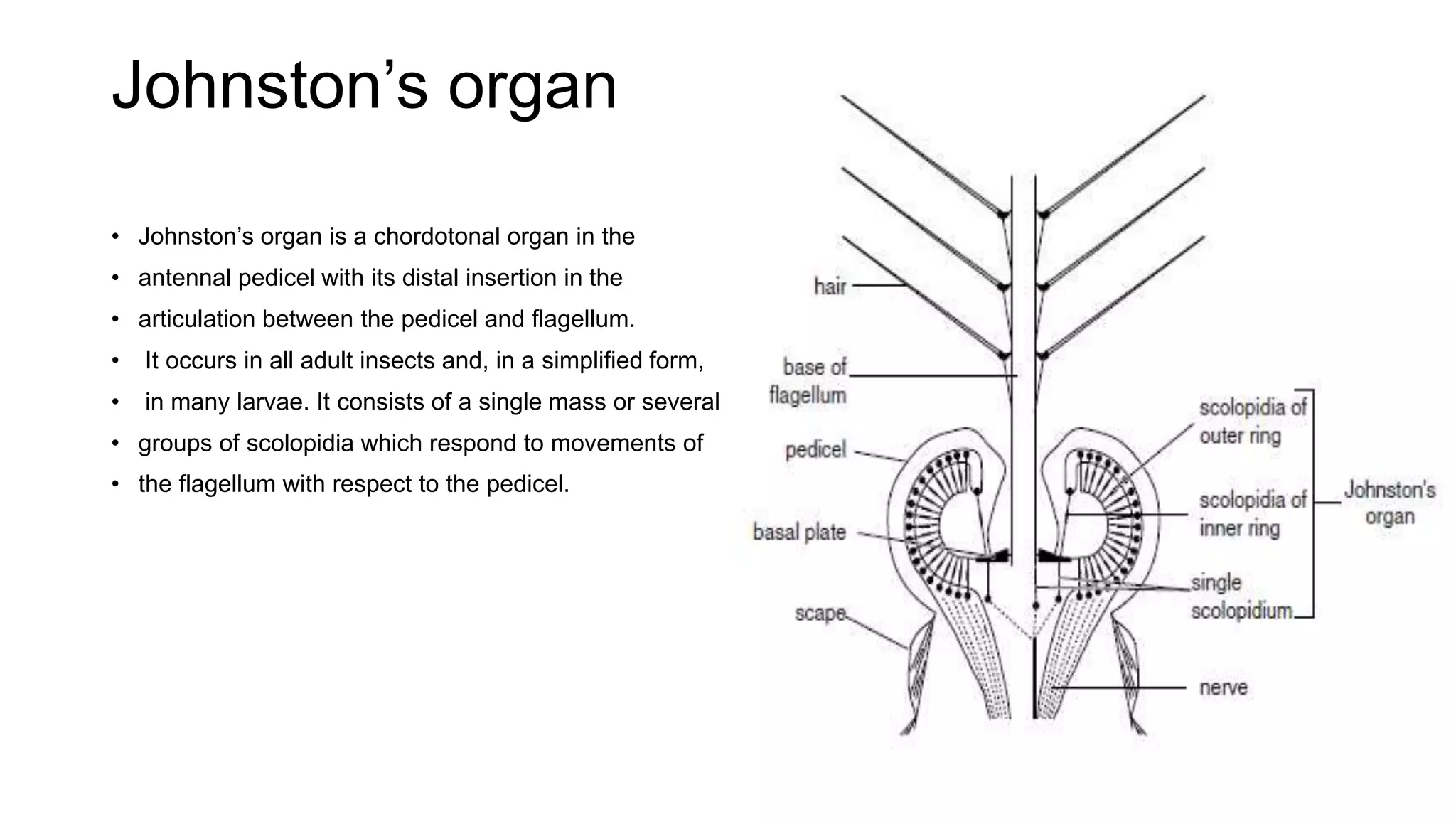 JAndrew/Mechanoreceptors.pptx