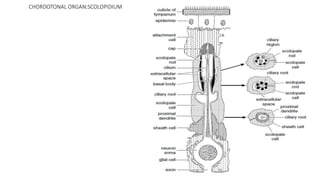 JAndrew/Mechanoreceptors.pptx
