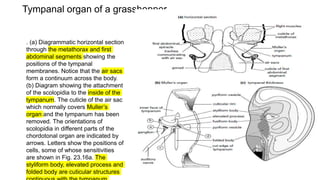 JAndrew/Mechanoreceptors.pptx
