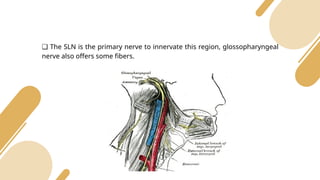 Mechanoreceptors for the swallowing and its problems in dysphagia | PPTX