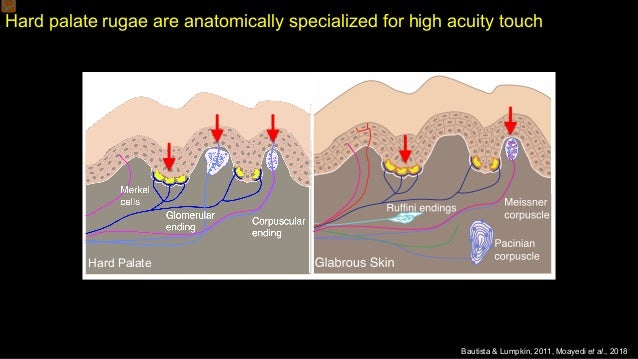 Identification and Classification of Tongue-Innervating ...