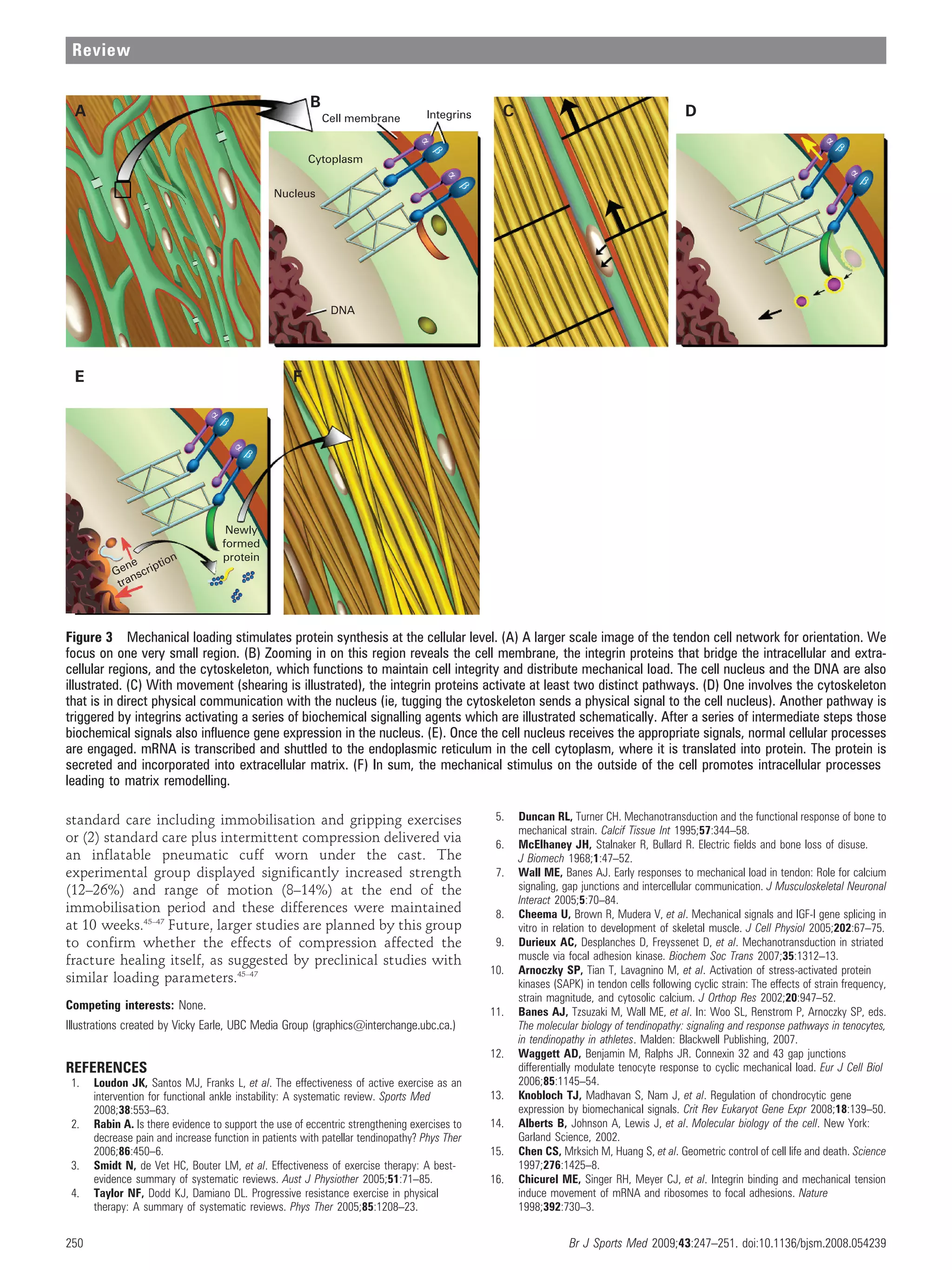 Mechanotherapy tissue repair | PDF