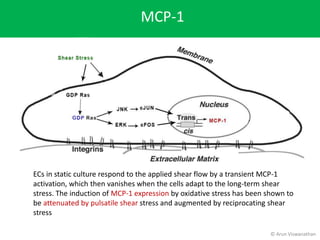 Mechanotrasduction and its role in atherosclerosis | PDF | Biological ...
