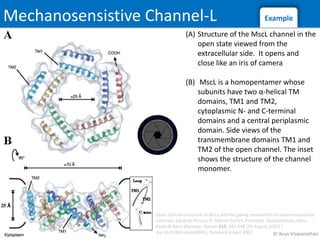 Mechanotrasduction and its role in atherosclerosis | PDF | Biological ...