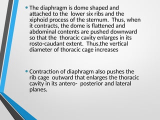 Mechansim_of_breathing PPT FOR LIFE IS GOOD | PPTX