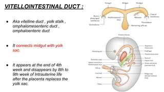 Meckel’s diverticulum.pdf