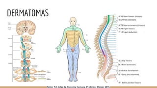 Trauma raquimedular | PPTX