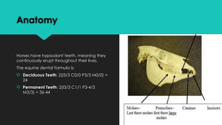 Importance of dentition and balanced ration in equine | PPT