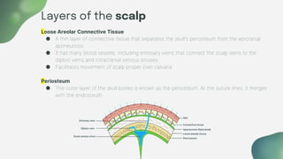 Layers of the Scalp.pptx