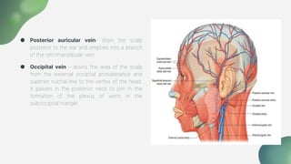 Layers of the Scalp.pptx