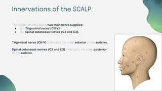 Layers of the Scalp.pptx