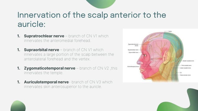 Layers of the Scalp.pptx | Brain and Nervous System Disorders ...