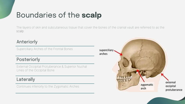 Layers of the Scalp.pptx | Brain and Nervous System Disorders ...