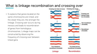 presentation on topic dna separation and slicing | PPT