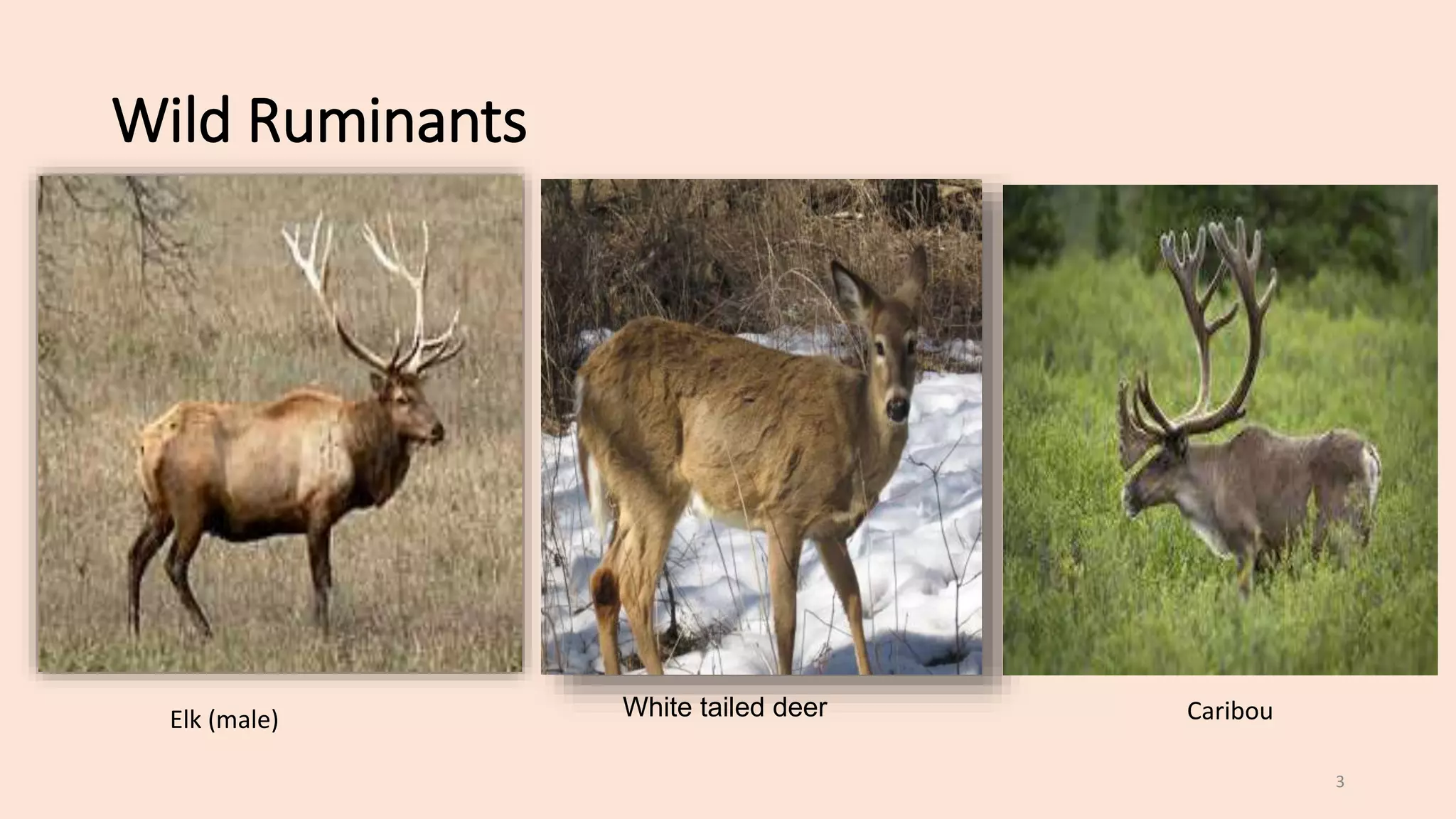 Viral Diseases of Wild Ruminants | PPTX