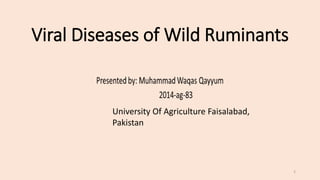 Viral Diseases of Wild Ruminants | PPTX
