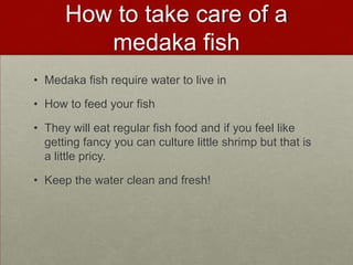 Medaka fish project 22 | PPT