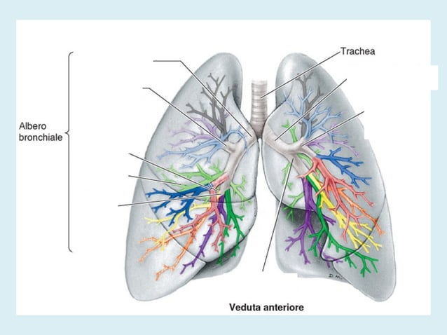 [MEDanatomia]LEZIONE 02 POLMONI italiano.ppt