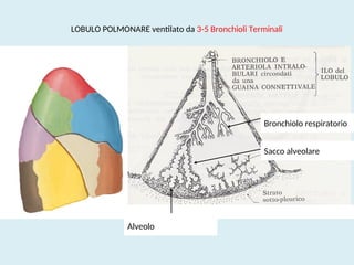 [MEDanatomia]LEZIONE 02 POLMONI italiano.ppt