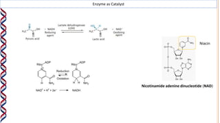 Enzyme Structure