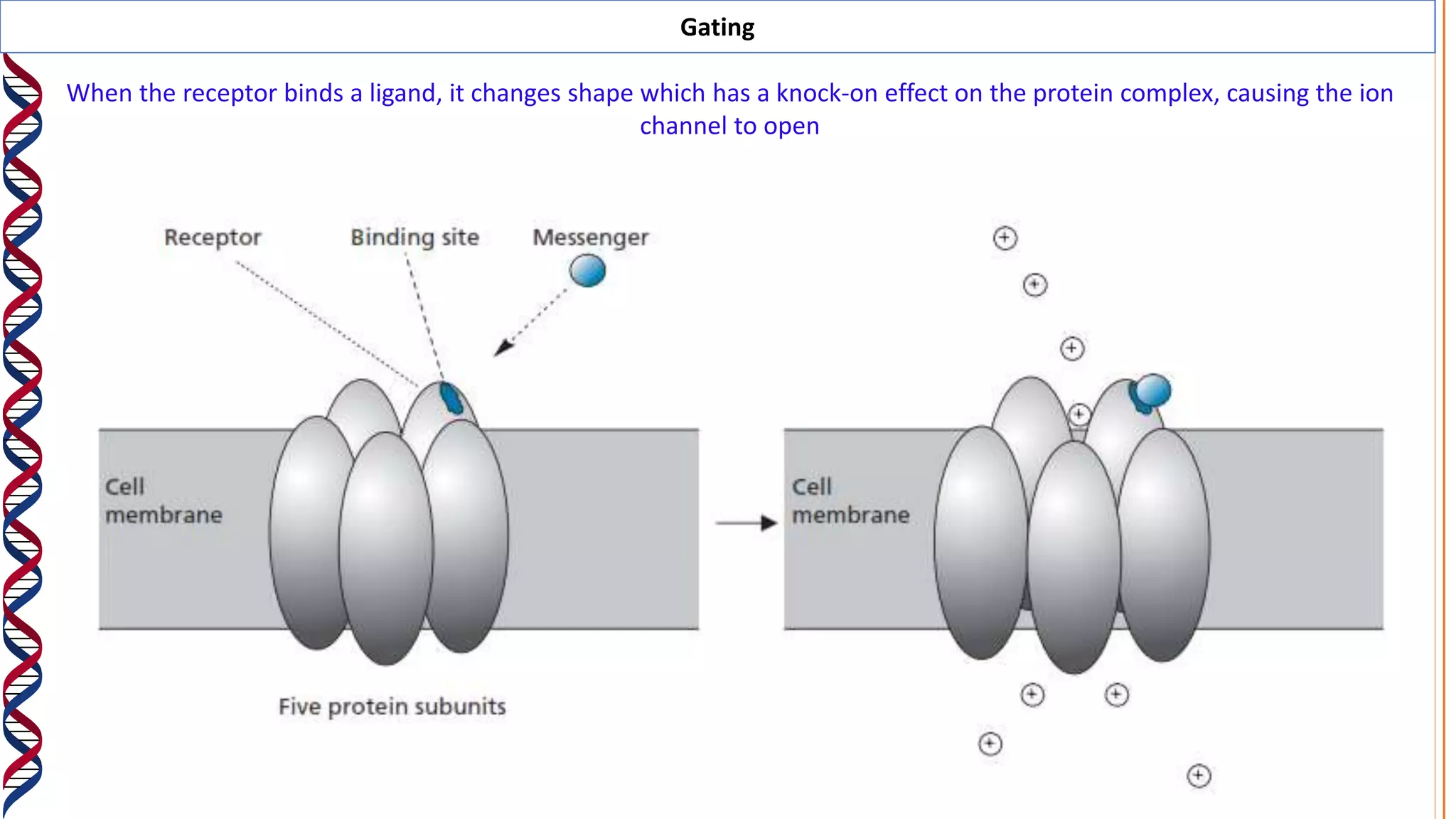 Medicinal chemistry Basics: Receptor II | PPTX