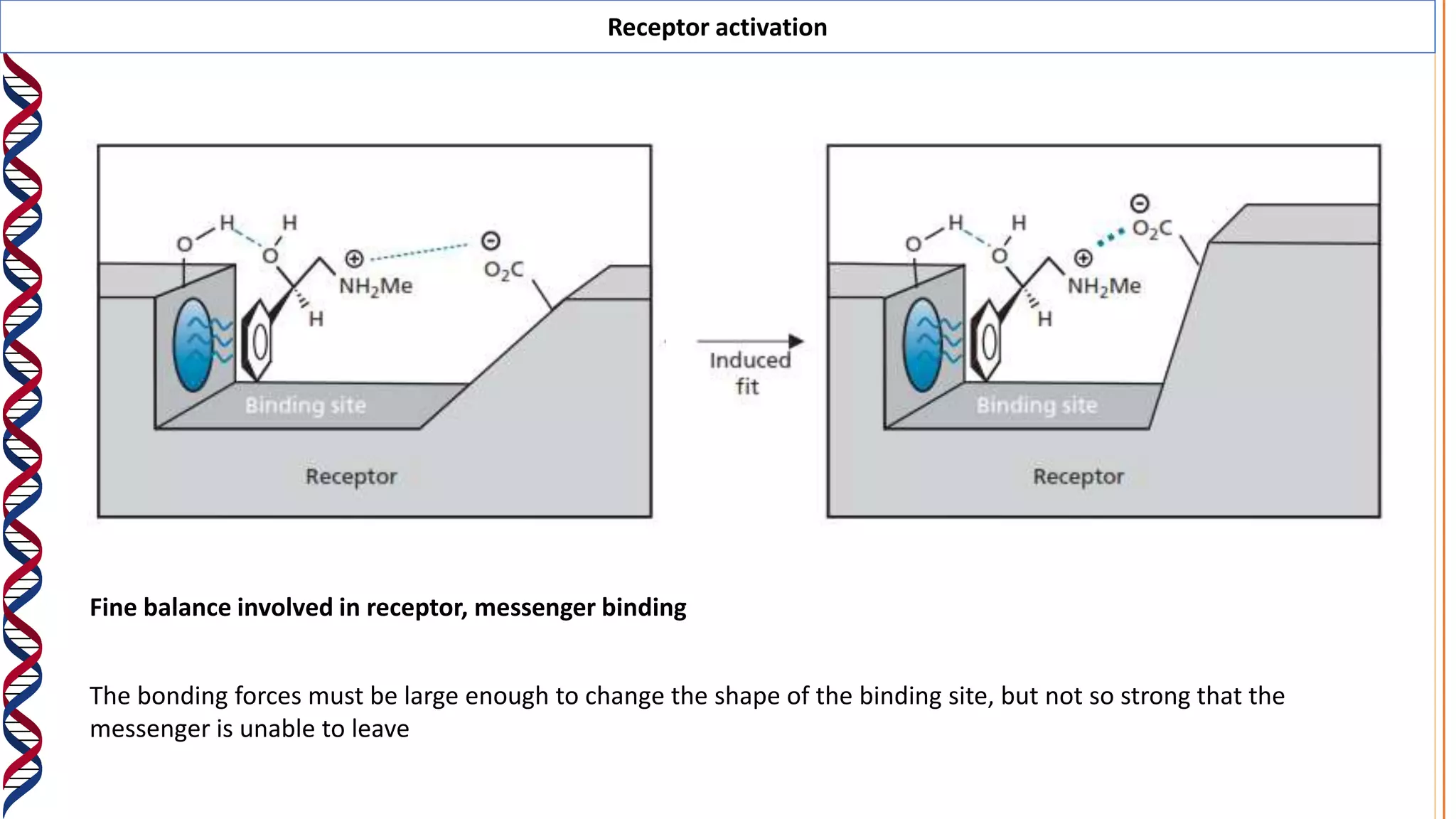 Medicinal chemistry Basics: Receptor II | PPTX