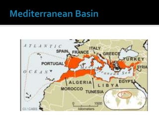 mediterranean basin | PPTX