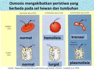 Media presentasi-difusi-osmosis | PPT