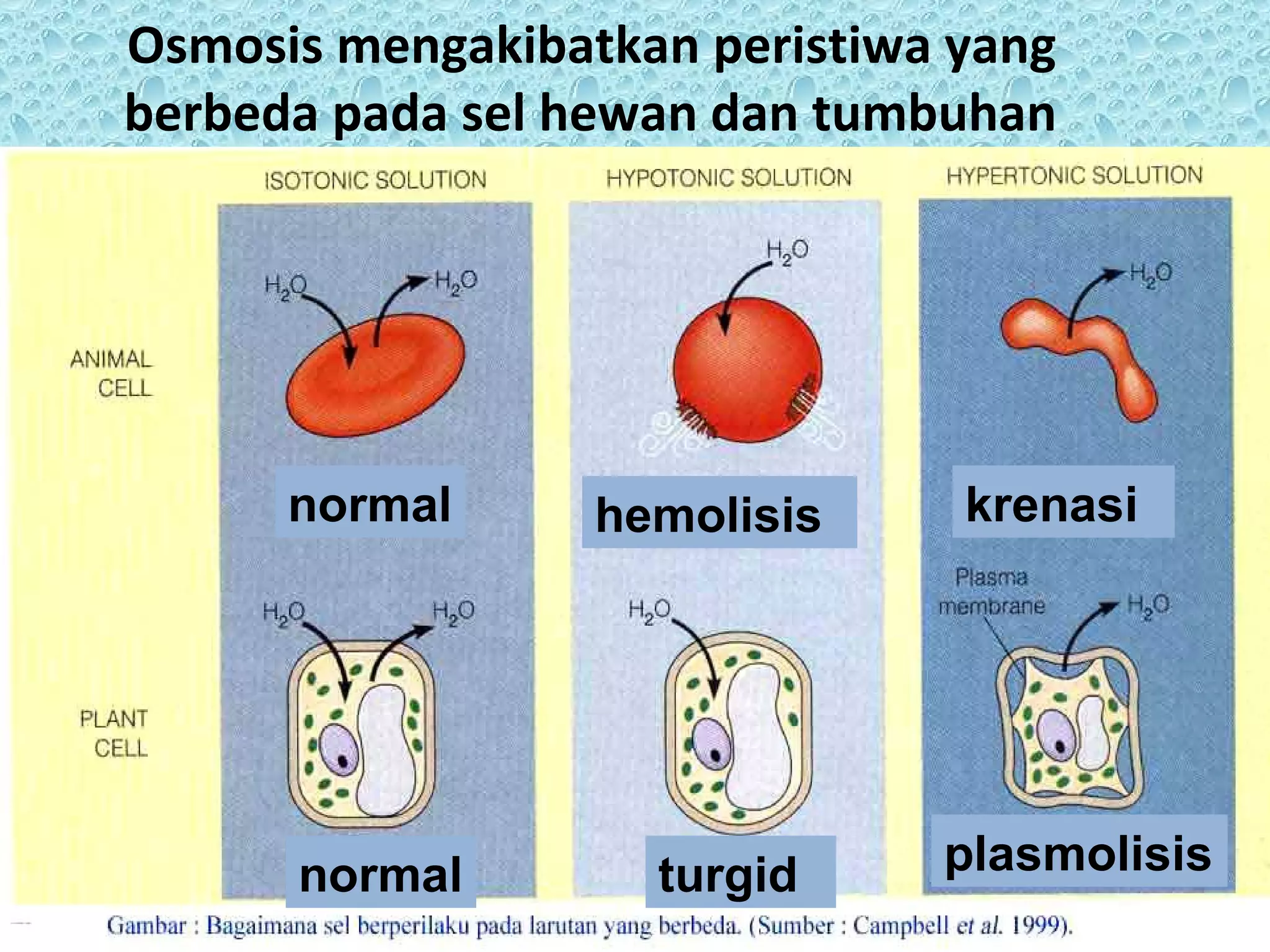 Media presentasi-difusi osmosis | PPT