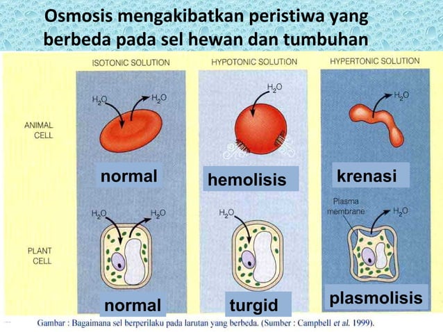 Media presentasi-difusi osmosis | PPT